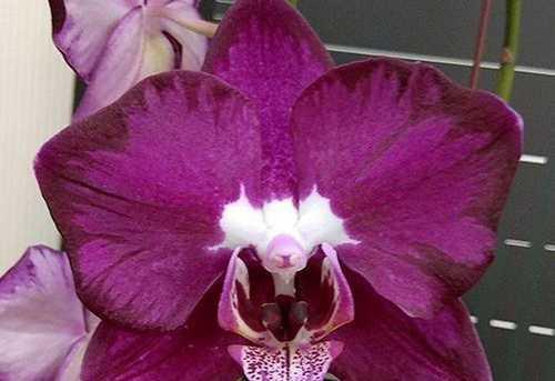 Орхидея Phal. OX Spot Queen '407'