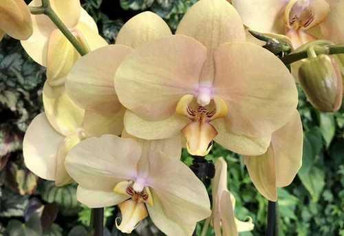 Орхидея фаленопсис Golden River