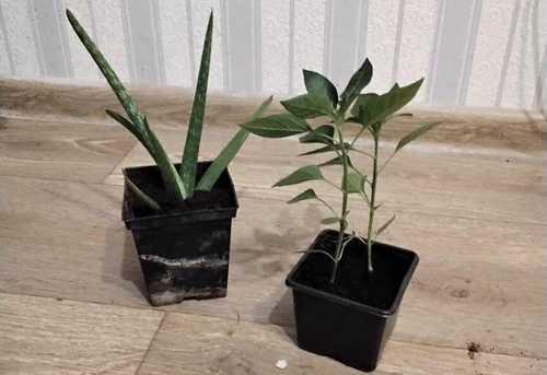 Комнатные и офисные растения в дар
