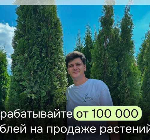 Дропшиппинг на туях и елях