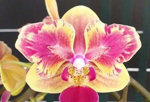 Орхидея Sogo Yellowtris (peloric) арома