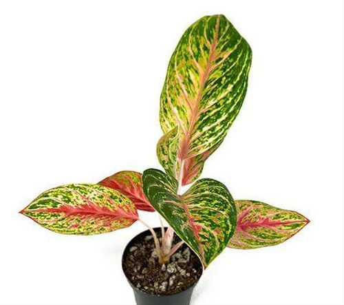 Аглаонема Спринг Рэд Aglaonema Spring Red