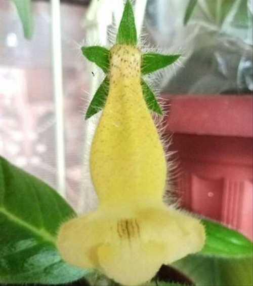 Комнатное растение синингия