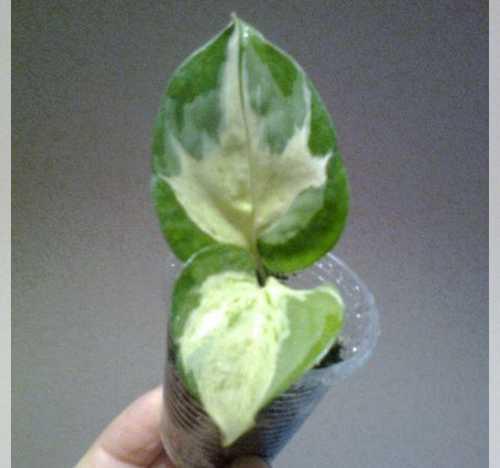 Эпипремнум Happy Leaf (Хеппи Лиф), Marble Apple