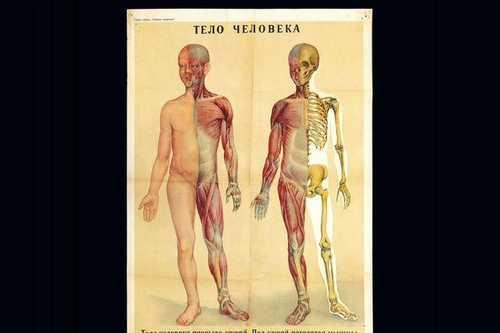 Плакат 1965г Тело человека 85х58см СССР анатомия