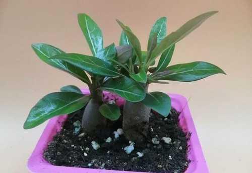 Комнатное растение Адениум обессум