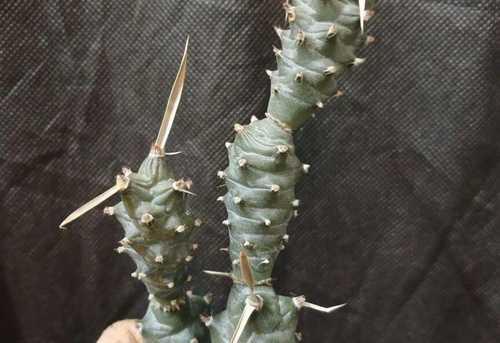 Кактус tephrocactus articulatus inermis