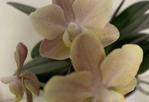 Орхидея фаленопсис Valkion