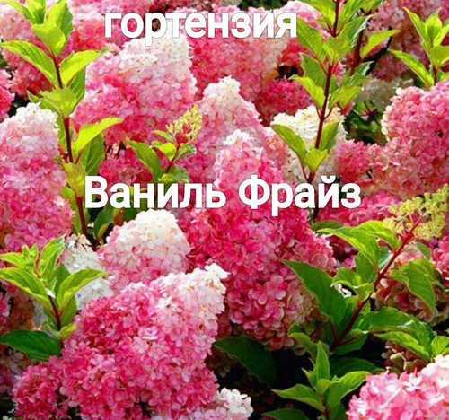 Гортензия саженцы