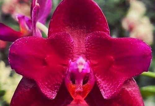 Орхидея фаленопсис. Фласка