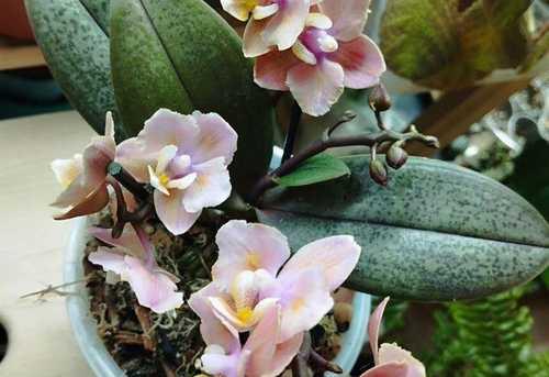 Орхидея парфюмерная бабочка