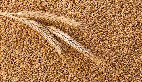 Семена озимые. Пшеница, Ячмень