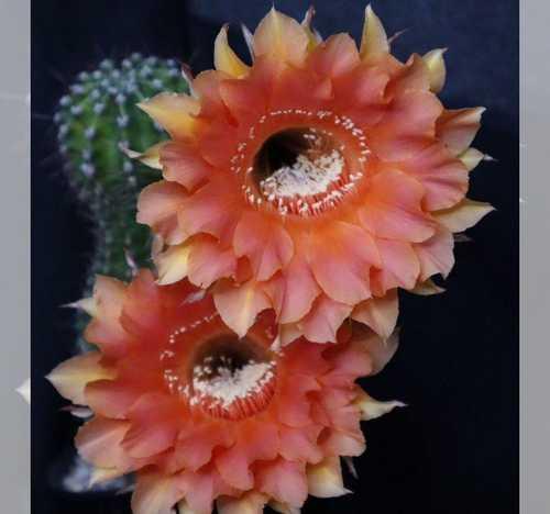 Эхинопсис гибридный