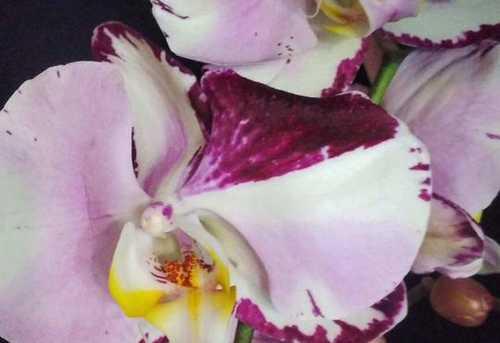 Орхидея Арт Нуво(с частичной мутацией) (отцвел)