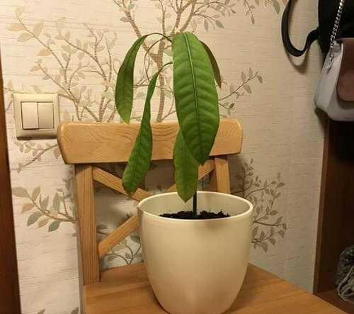 Манго растение (манговое дерево)