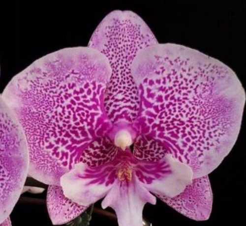 Орхидея фаленопсис сеянцы Allura Jambalaya