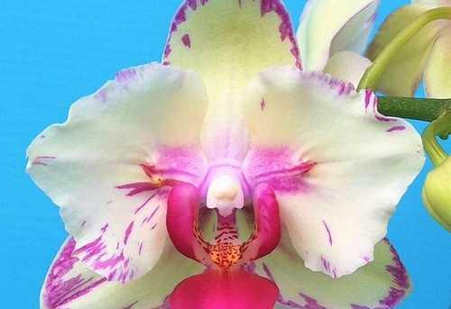 Орхидея PF 5076 бабочка