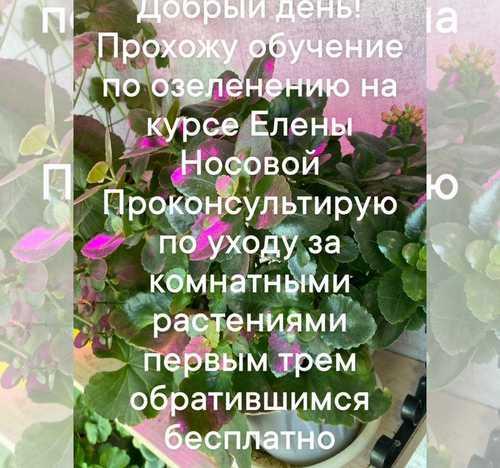 Консультации по уходу и восстановлению комнатных р