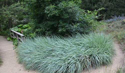 Декоративные многолетние травы,бузульник "Отелло"