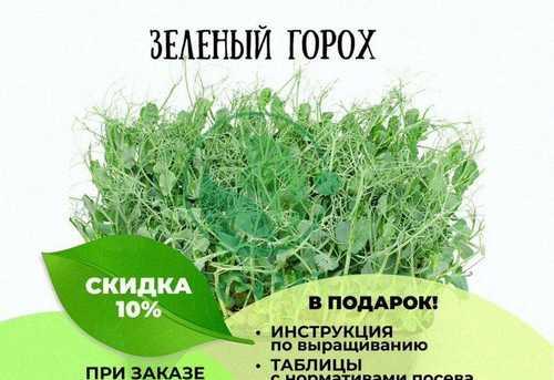 Микрозелень зеленого гороха