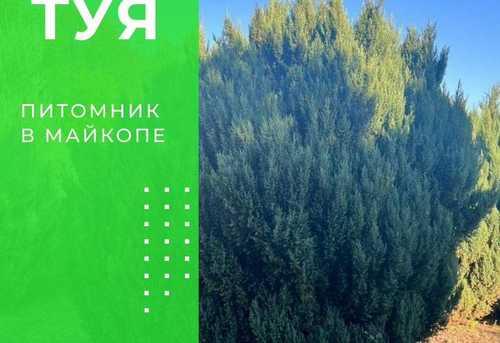 Туя 200-249 см