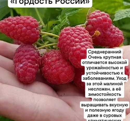 Саженцы малины