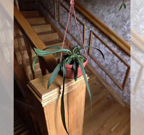 Антуриум виттарифолиум