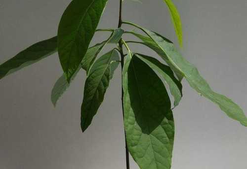 Авокадо, декоративное растение для дома и офиса