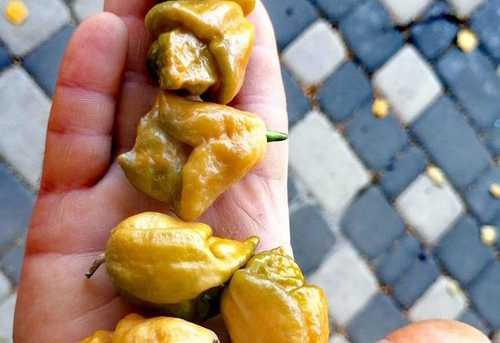 Суперострый перец Trinidad Scorpion Mustard семена