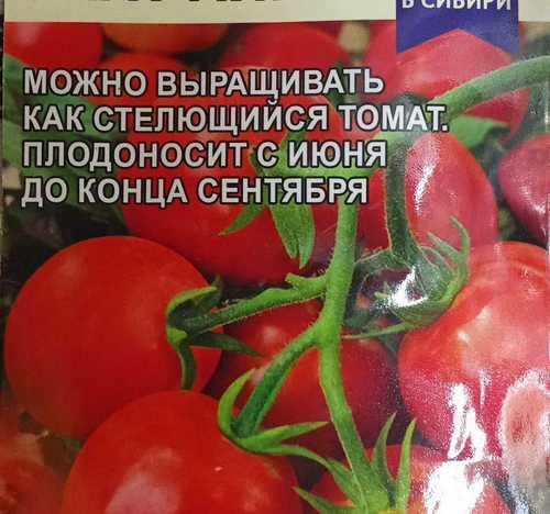 Томат запуняка
