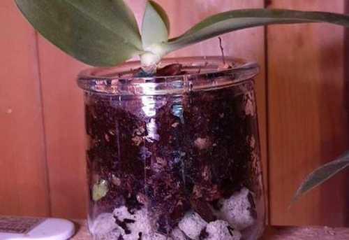 Орхидея фаленопсис детка Лиодоро