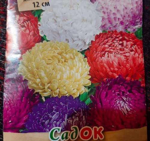 Астра семена