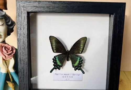 Картина бабочка; подарок для девушки