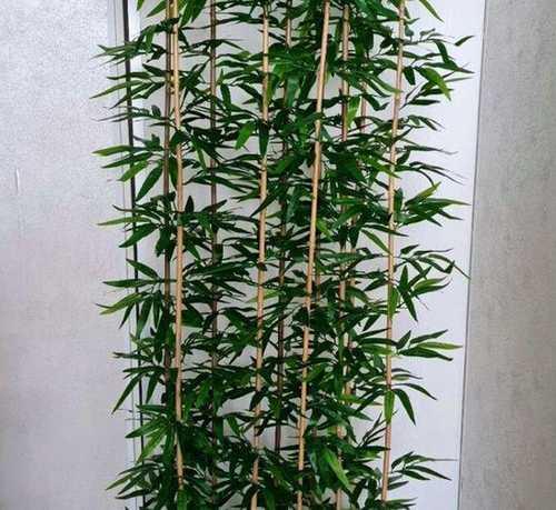 Изгородь бамбук, перегородка, стена из зелени