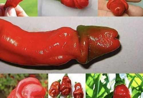 Перец острый пенис семена (Penis peppers)