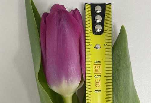 Тюльпаны крупные к 8 марта