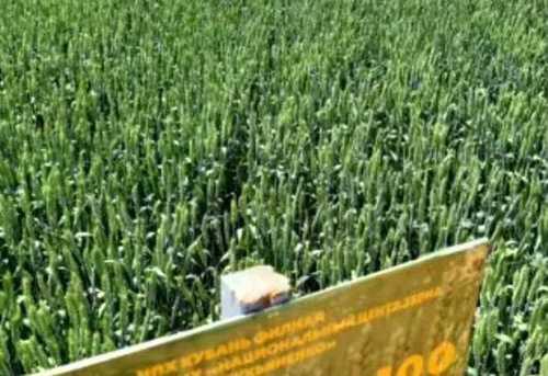 Пшеница Агрофак 100 на посев