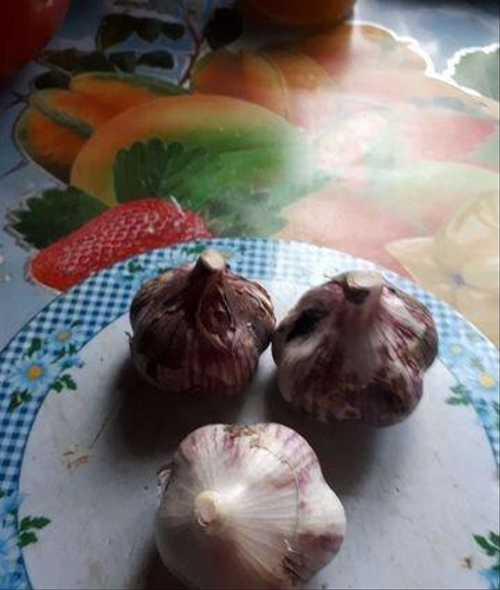 Озимый чеснок