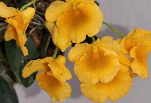 Орхидея дендробиум природник