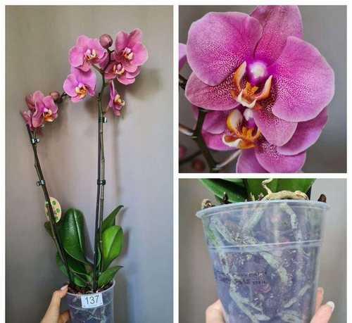 Орхидея фаленопсис Ханни