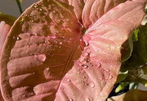 Комнатное растение, сингониум neon pink
