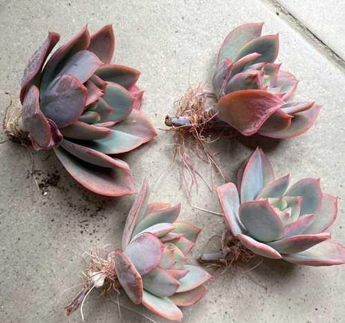 Echeveria Luella