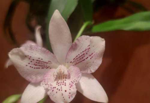 Орхидея каттлея City Chantilly Lace Twinkle