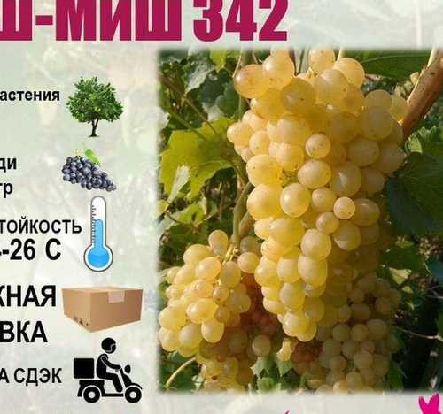 Саженцы Винограда "Киш-Миш 342"