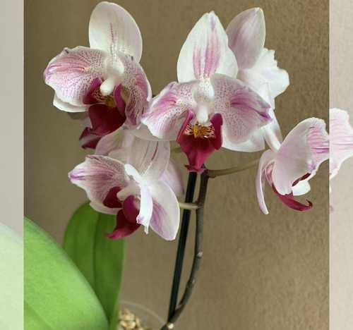 Орхидея фаленопсис Phal. Little Gem Stripes