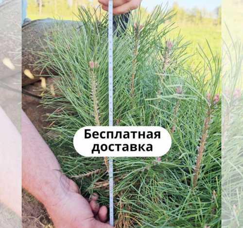 Сосна Обыкновенная окс/Pinus sylvestris