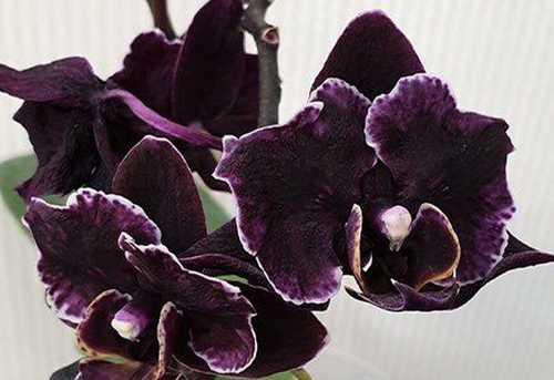 Орхидея Phal. Miki Black Angel pеloriс
