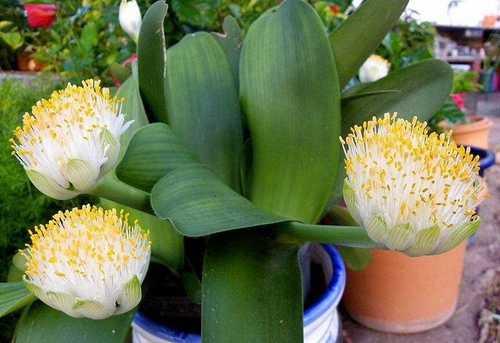 Гемантус белоцветковый (2 луковицы)