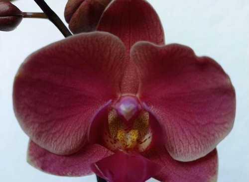 Орхидея фаленопсис Narbonne