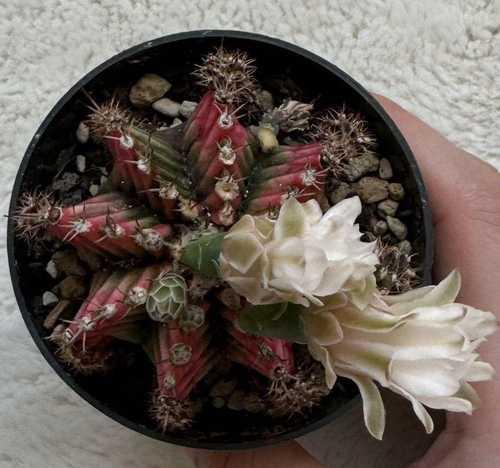 Gymnocalycium variegata "Multicolor"